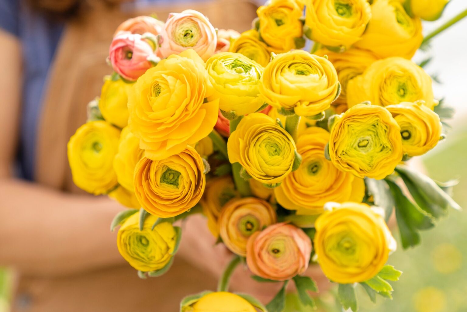 How to Grow Ranunculus | Bloom + Breeze Farm