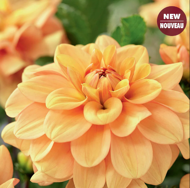 Ginger Snap – Bloom + Breeze Farm