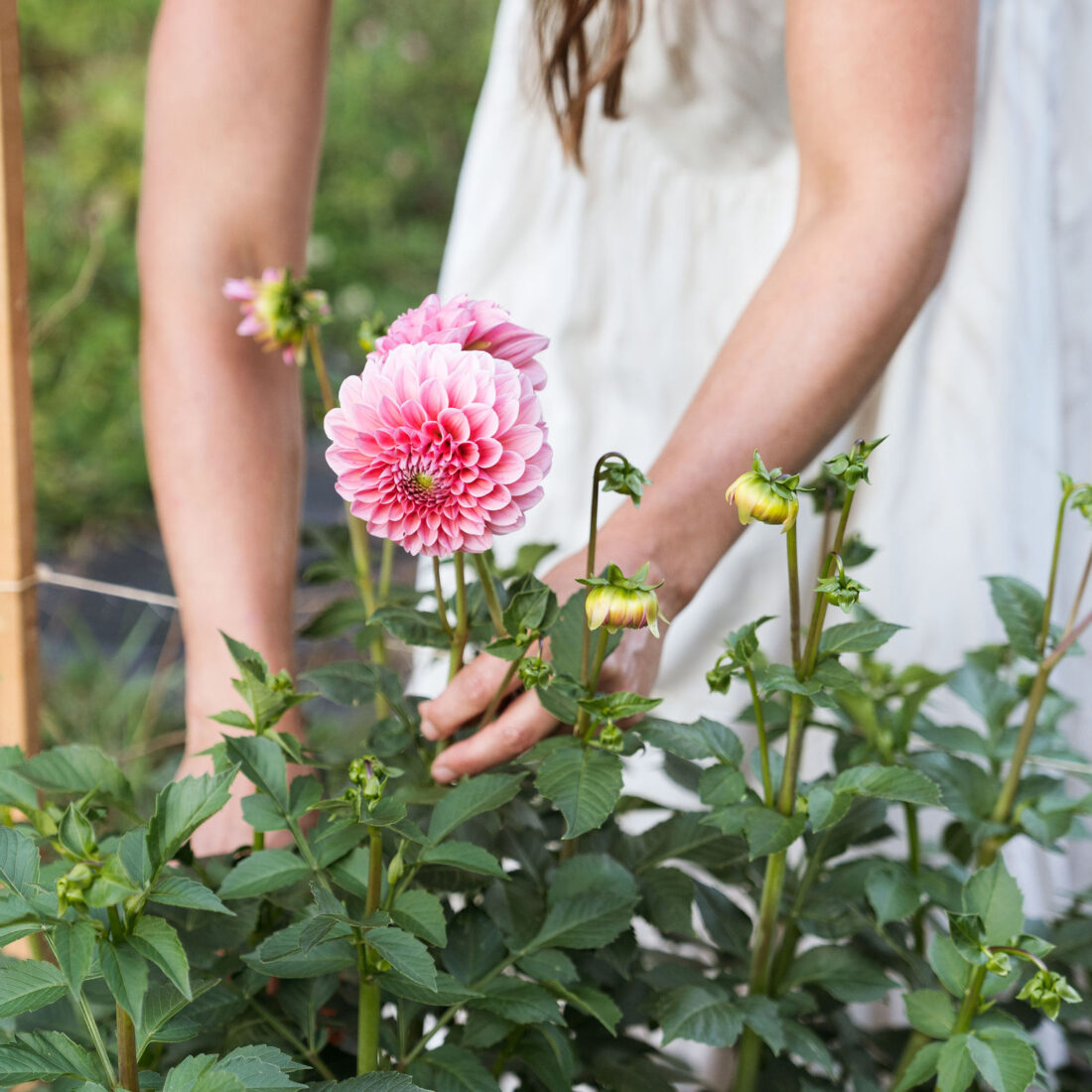 Bloom + Breeze Farm | U-Pick Flowers & Dahlia Tubers in Squamish, BC